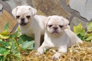 All About White Pugs: Cute, Rare, Health, and More! A Southern Fairytale