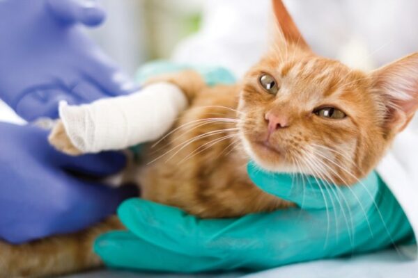 6 Important Factors to Include When Getting Cat Insurance - A Southern ...
