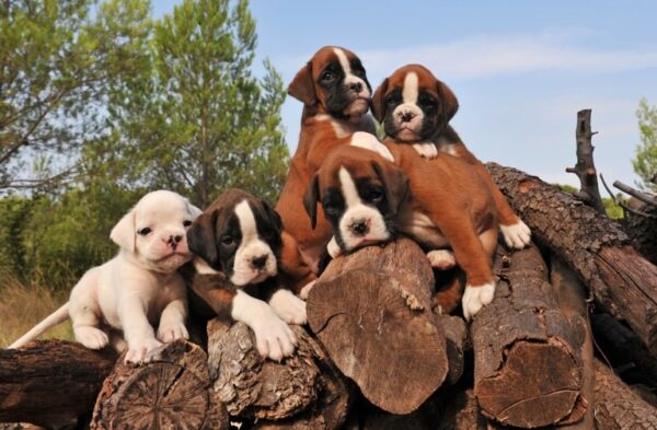 How Local Boxer Breeders Handle Early Puppy Socialization - A Southern ...
